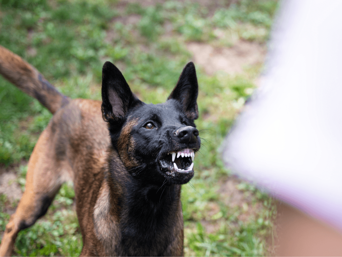 Animal Attack FAQs | Howard Injury Law